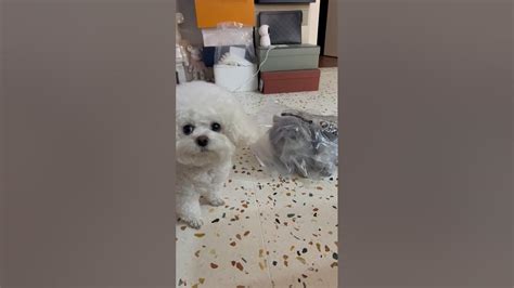 봉지안에 들어간 고양이가 너무걱정된 강아지 ㅋㅋㅋㅋ Youtube