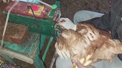 লেয়ার মুরগির ঠোঁট কিভাবে কাটবেন Youtube