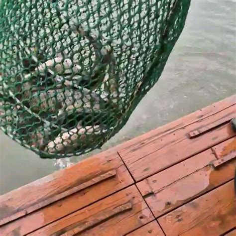 예당한믈좌대 한믈좌대예요 배스 붕어 조황 나쁘지않습니다 4월19일 금요일조황입니다 예당좌대 예당저수지 예당지좌대 붕어 배스 예당저수지좌대 블루길 좌대