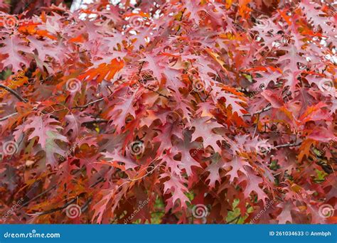 red oak branches with autumn leaves in overcast weather background