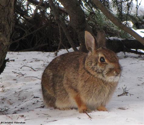 Eastern Cottontail Rabbits And Snowshoe Hares Photo Gallery By Larose
