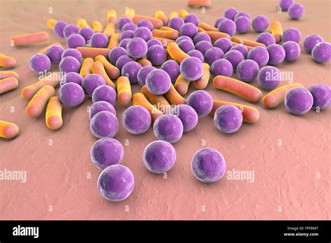Coccus Bacteria Shape