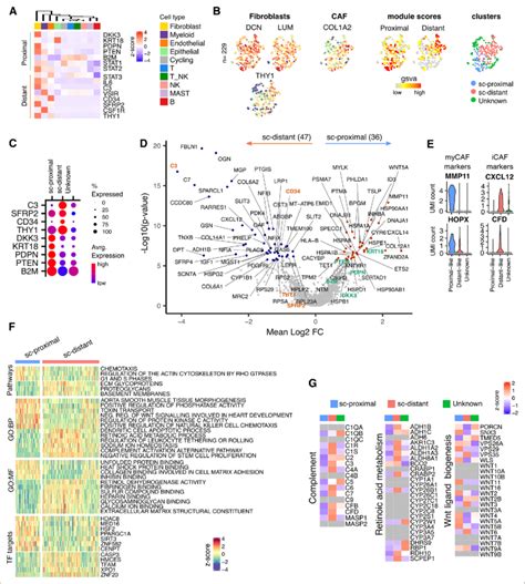 Proximal And Distal Fibroblast Populations Identified In Single Cell