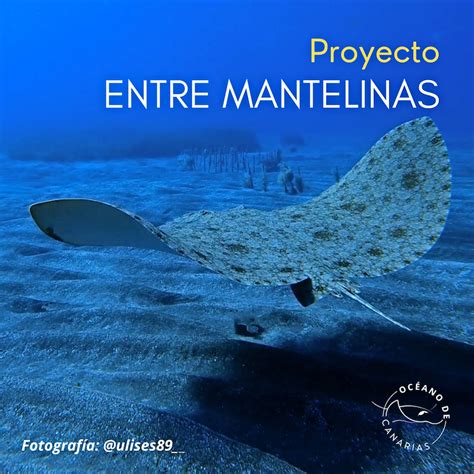 Arona Promueve La Preservación De La Mantelina Que Llega A Su Litoral