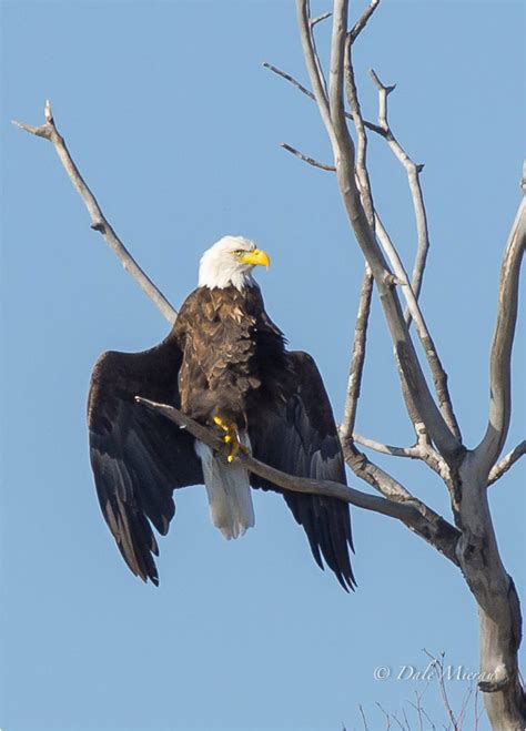 Adaptive Physcial Characteristics Of The Bald Eagle The Canadian