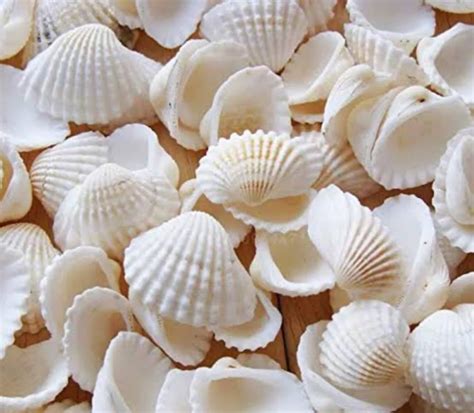 MIXED SHELL Trendynidzstore Com