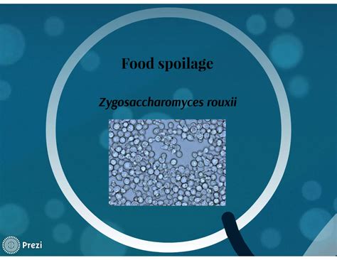A Single Cell Called Yeast Pdf