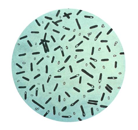 Botulinum Toxins The Good Bad And The Ugly Earthzine