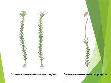 Жизненный цикл мхов и папоротников 8 класс презентация онлайн