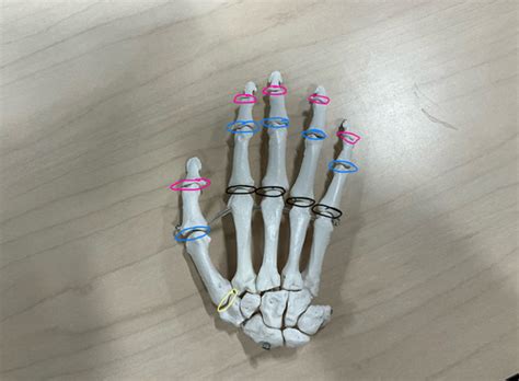 Thumb Fingers Ligaments Of The Hand Thenar Muscles Lumbrical Interossei Flashcards Quizlet