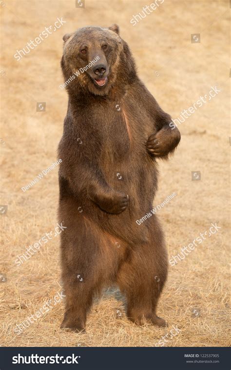 Dancing Bear Stock Photo Shutterstock
