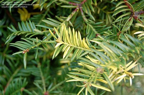 PlantFiles Pictures: Variegated Japanese Torreya, Variegated Japanese ...