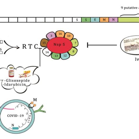 The Genome Of Sars Cov 2 Is 30kb Which Encodes Around 14 Open Reading Download Scientific