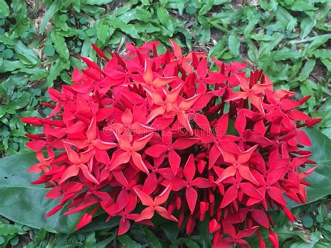 Sri Lankan Rath Mal Red Rath Flower Stock Image Image Of Plant Gardning 261581349