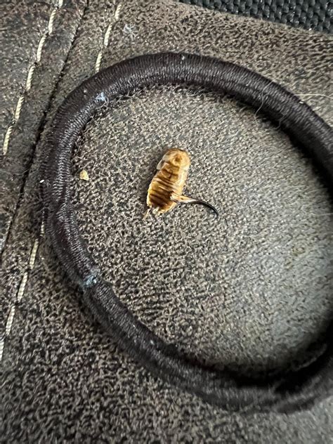 Dead Cockroach Bedbug Rbedbugs