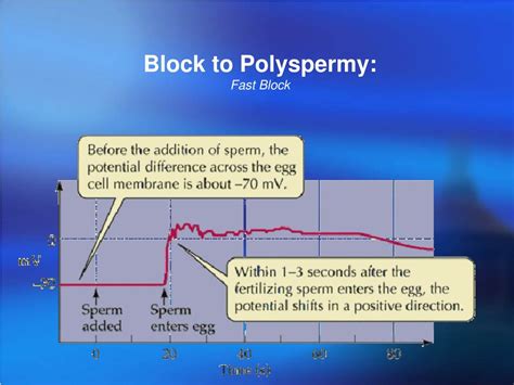 Ppt Block To Polyspermy Fast Block Powerpoint Presentation Free
