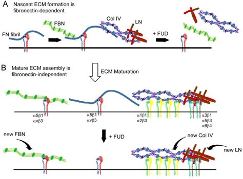 Disruption Of Fibronectin Matrix Affects Type Iv Collagen Fibrillin And Laminin Deposition Into
