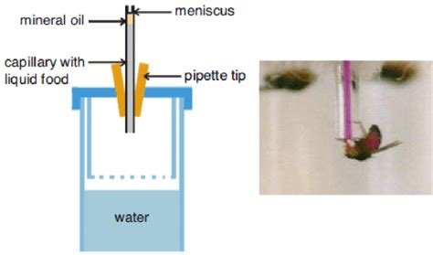 The Cafe Assay The Level Of Liquid In The Capillary Tubes Is Monitored