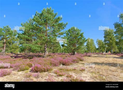 Heath Landscape With Flowering Heather Calluna Vulgaris And Hiking