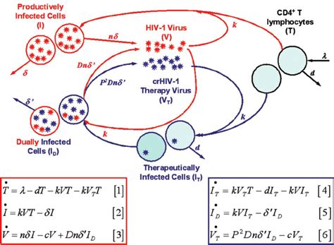 Schematic And Equations For Expanded Model Of Hiv 1 In Vivo Dynamics Download Scientific