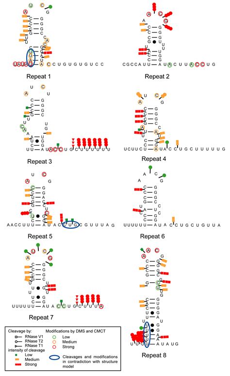 Pdf 2 D Structure Of The A Region Of Xist Rna And Its Implication For