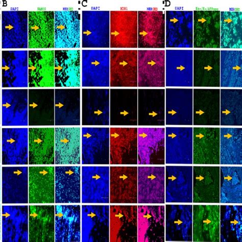 Immunofluorescence Microscopy Exploring The Expression Of Download