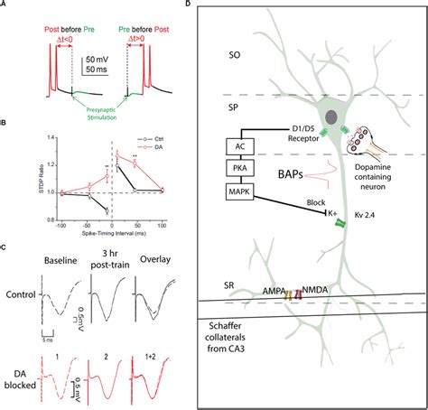 Spike Timing Dependent Plasticity As A Model For Synaptic Plasticity Download Scientific