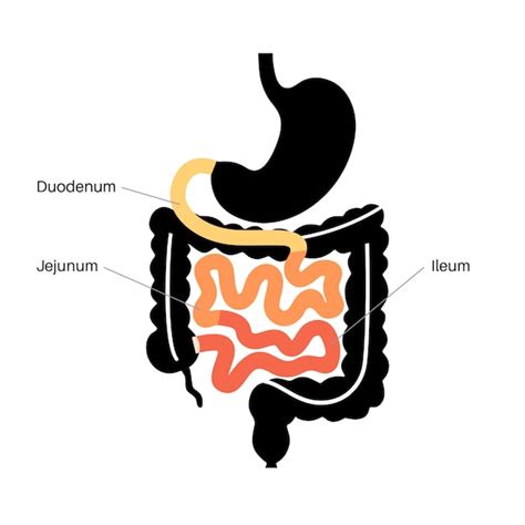 Premium Vector Small Intestine Anatomical Poster Duodenum Jejunum And