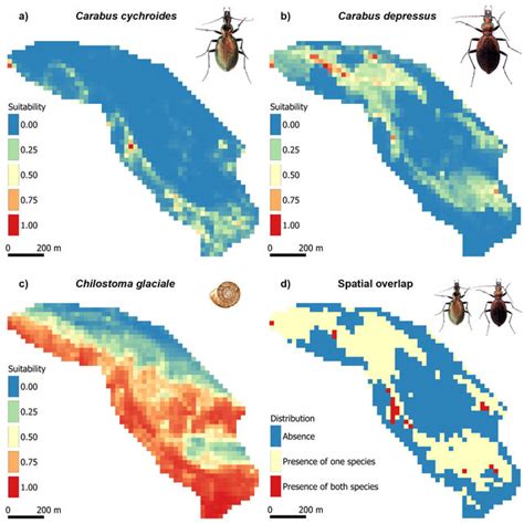 Ecological Niche Models Projected In The Current Period For A Carabus Download Scientific