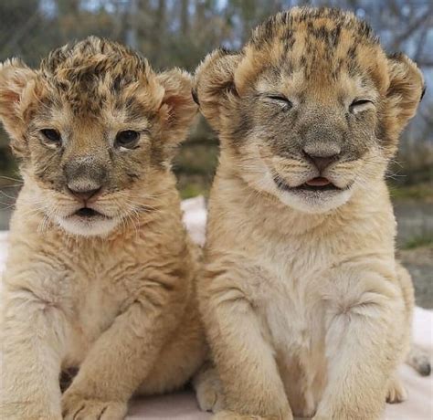 Double The Cuteness R Hardcoreaww