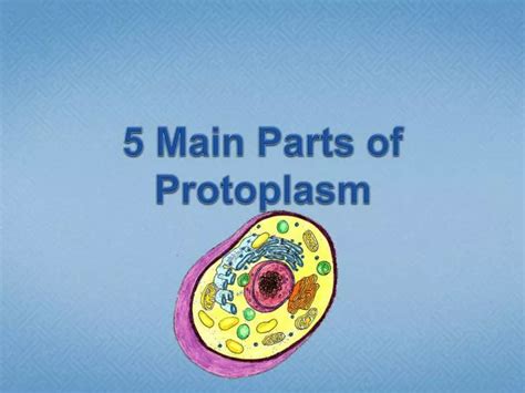 Ppt 5 Main Parts Of Protoplasm Powerpoint Presentation Free Download