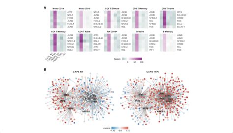 Gene Regulatory Network Grn Predicted By Scenic Analysis A Heatmap Download Scientific