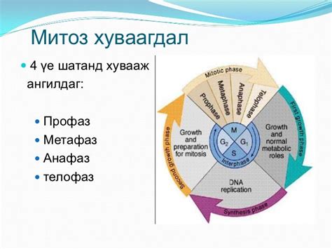 Litsei Sur Cell Cycle 2hicheel