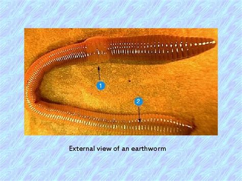 Body Symmetry Coelomate Symmetrical Acoelomate No Mesoderm Pseudocoelomate