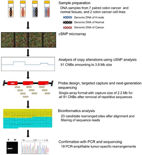 Tngs Cnb Schematic The Copy Number Statuses Of Seven Primary Colon