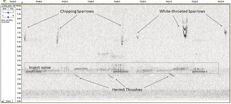Example Of Spectrogram Of A Nocturnal Flight Recording Spectrogram