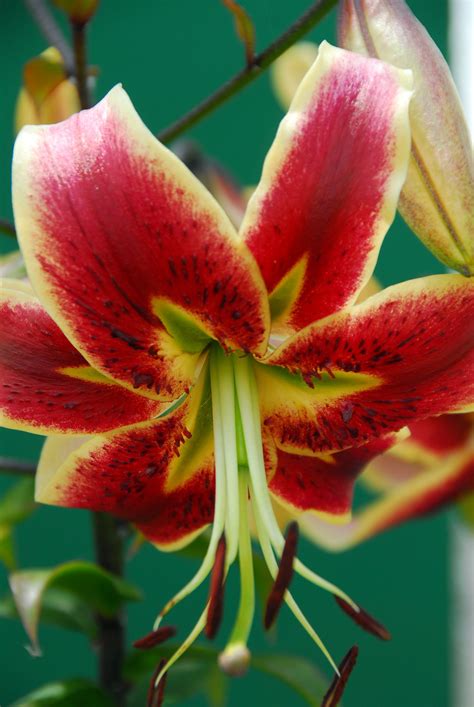 Celebrate The Year Of The Lily With These Amazing Photos National