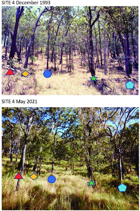 Photographs Taken At The Origin Of Eucalyptus Reducta Open Forest Site