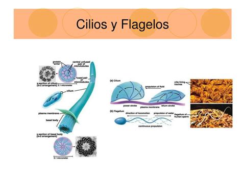 Ppt La BiologÍa De La CÉlula Powerpoint Presentation Free Download