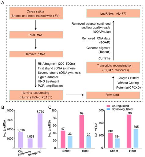 Identification And Characterization Of Lncrnas A The Pipeline For Download Scientific