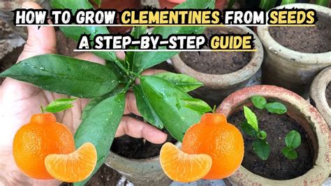How To Grow Clementines From Seeds A Step By Step Guide 🍊 Clementine