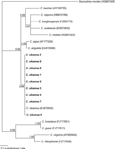 bayesian tree for 12 species of crassostrea based on mtdna coi sequence