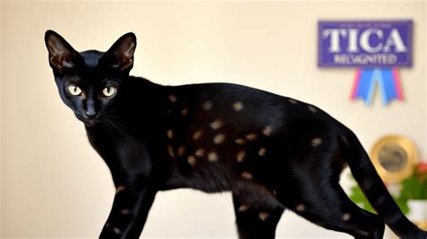 Black Savannah Cats A Mix Of Wild And Domestic Archiecat