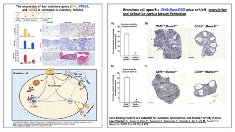 obstetrics and gynecology jo laboratory overview university of