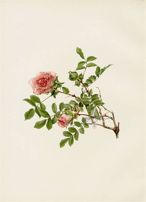 Ellen Willmott Genus Rosa 1914 Botanical Prints Botanical Illustration Botanical Art