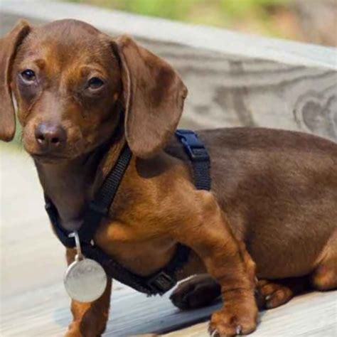 Todo Lo Que Necesitas Saber Sobre El Teckel Miniatura Mariettas