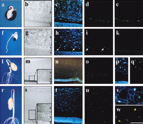 Nuclear Dna Fragmentation In Germinating Ricinus Endosperm Sections