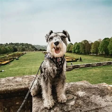 Merle Goldendoodle A Complete Guide By Vet