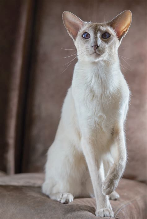 Oriental Shorthair Breed Profile Characteristics Oriental Shorthair