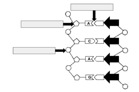 DNA DNA Replication Protein Synthesis And Mutations Study Guide Flashcards Quizlet